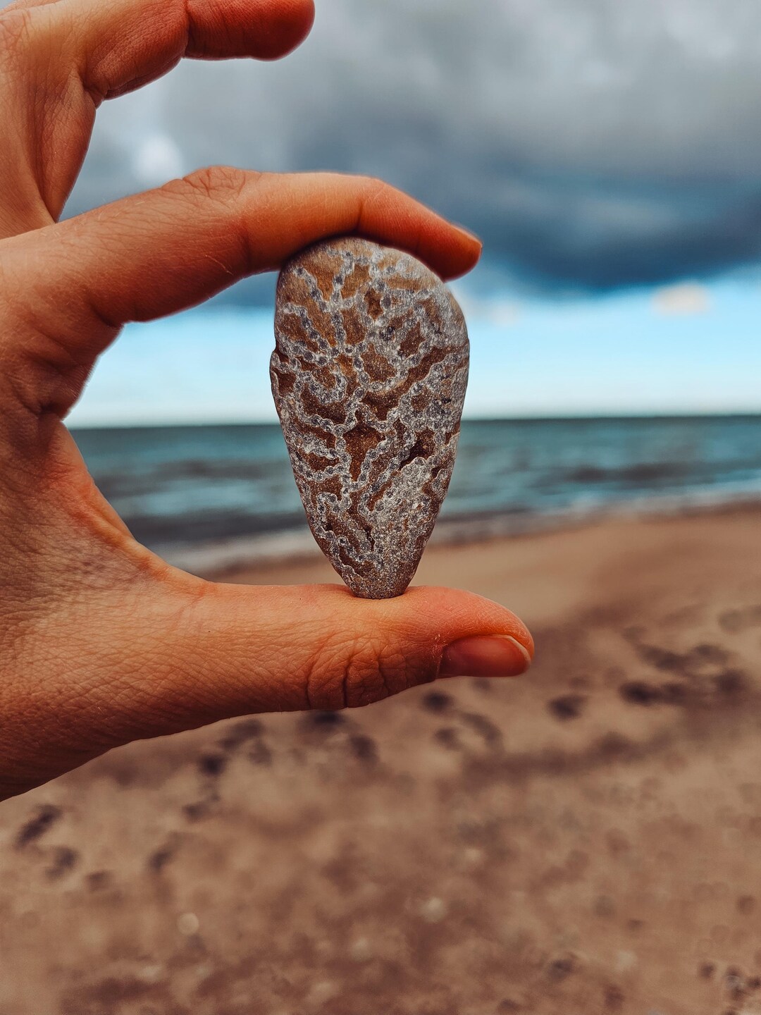 Halysites Chain Coral Fossil Stone, Baltic Sea Treasures – Organic ...