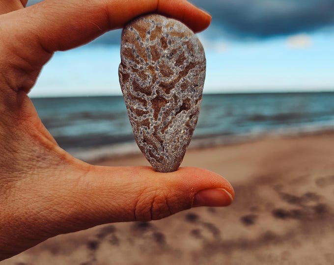 Halysites Chain Coral Fossil Stone, Baltic Sea Treasures – Organic ...