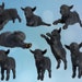 24 Little Goat's PNG Overlays, Goat Overlays, Goat Png's, Goat Clip Art ...
