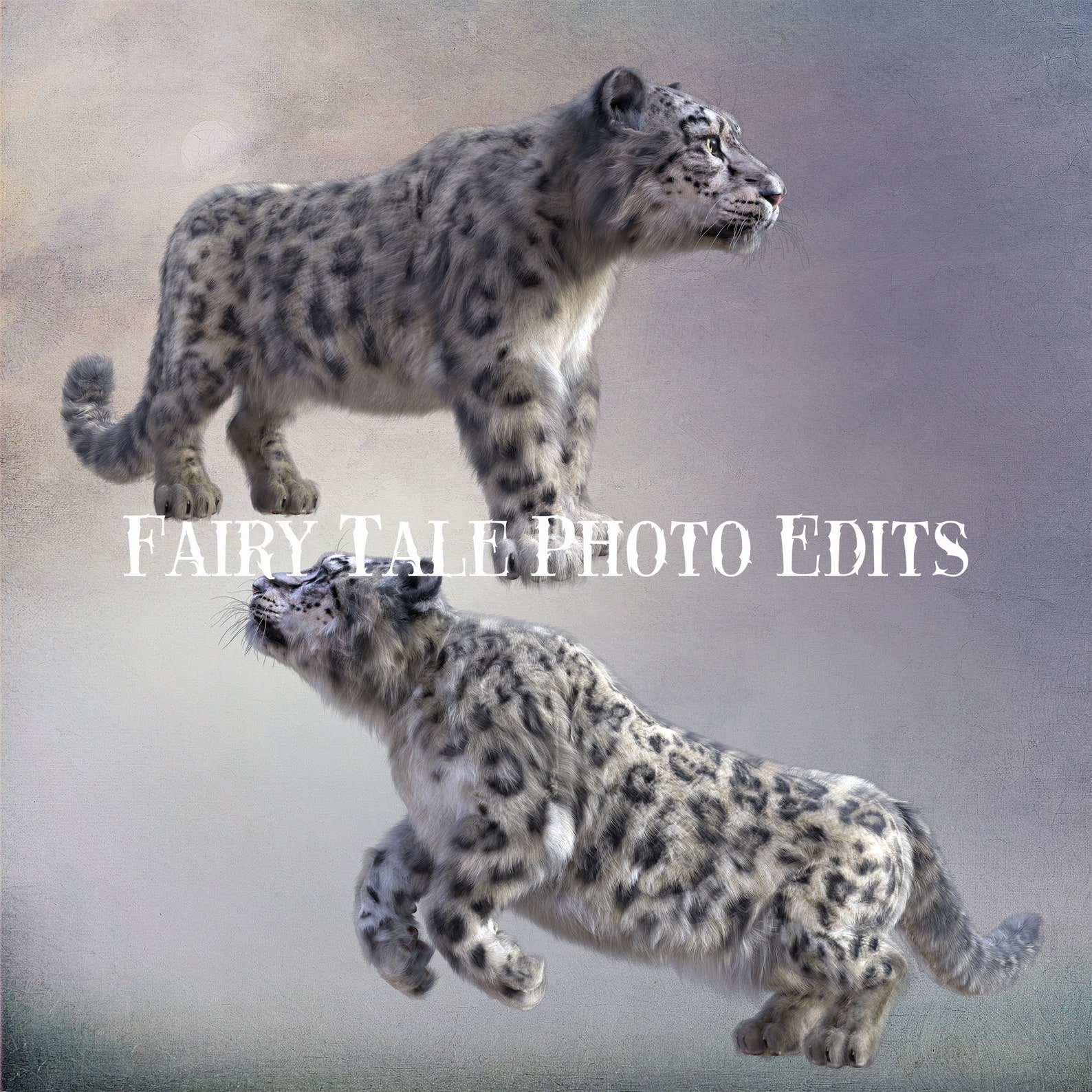 Snow Leopard Overlays Snow Leopard Png's Snow Leopard - Etsy