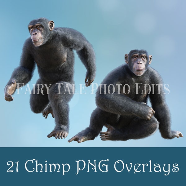 Chimpanzee Art - Etsy