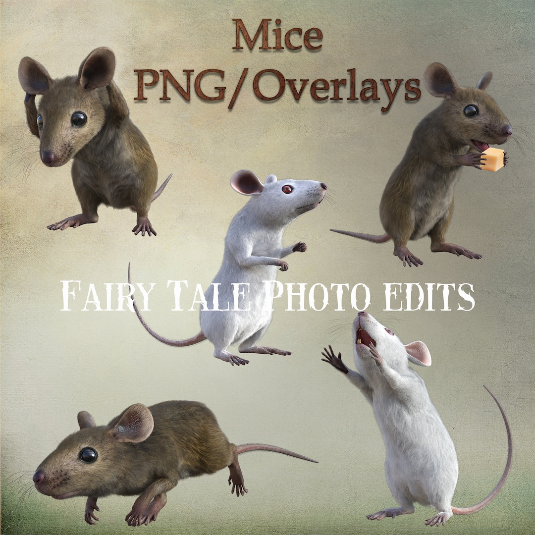 Mice Overlays, Mice Png's, Mouse Overlays, Mouse Clip Art, Mice Clip ...