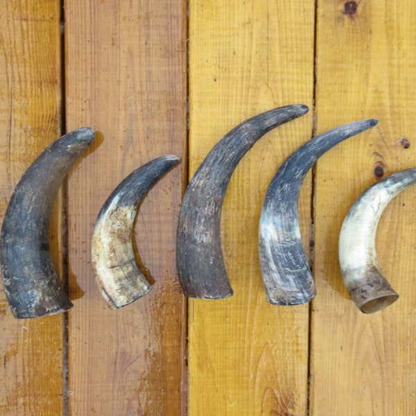 Raw Cow Horns - Etsy
