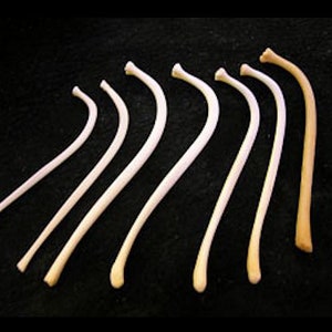 Large Raccoon Penis Bone, Arkansas Toothpick, Baculum Love Charm, Lucky ...