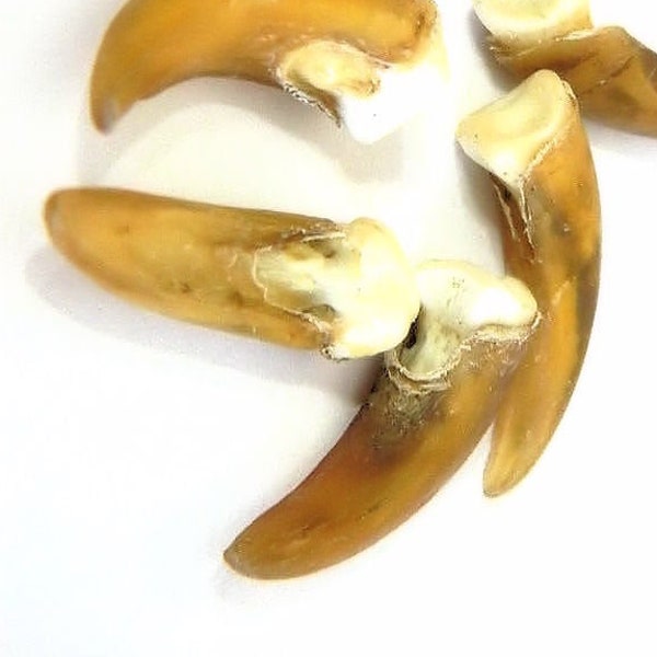 Turtle Medicine - Etsy