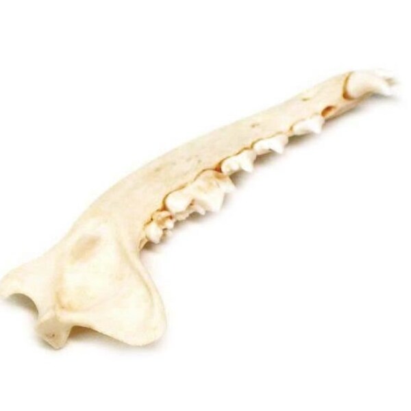 Coyote Jaw Bone - Etsy