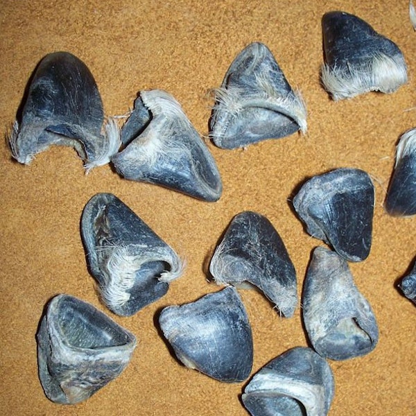 Deer Hooves - Etsy