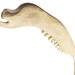 Cow Jaw Bone, Cleaned & Sterilized,real, Genuine, Natural, Animal Bones ...
