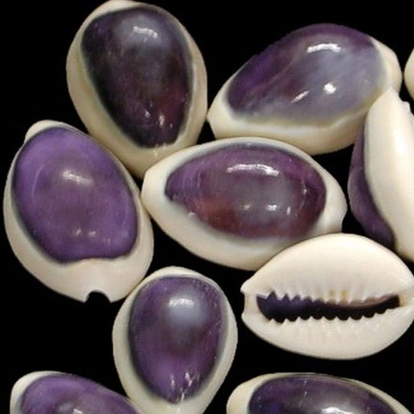 Purple Cowrie - Etsy