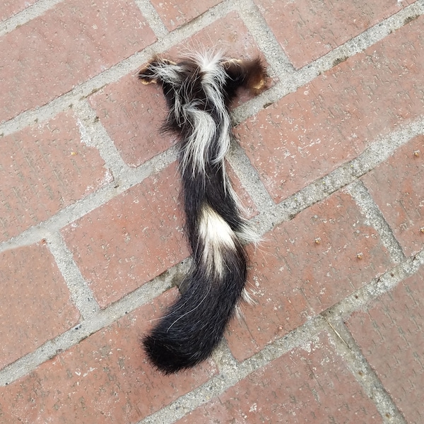 Skunk Tail - Etsy