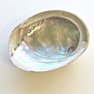 1 Abalone Smudging Shell, Abalone Dish, Smudging Bowl, Abalone Shell ...