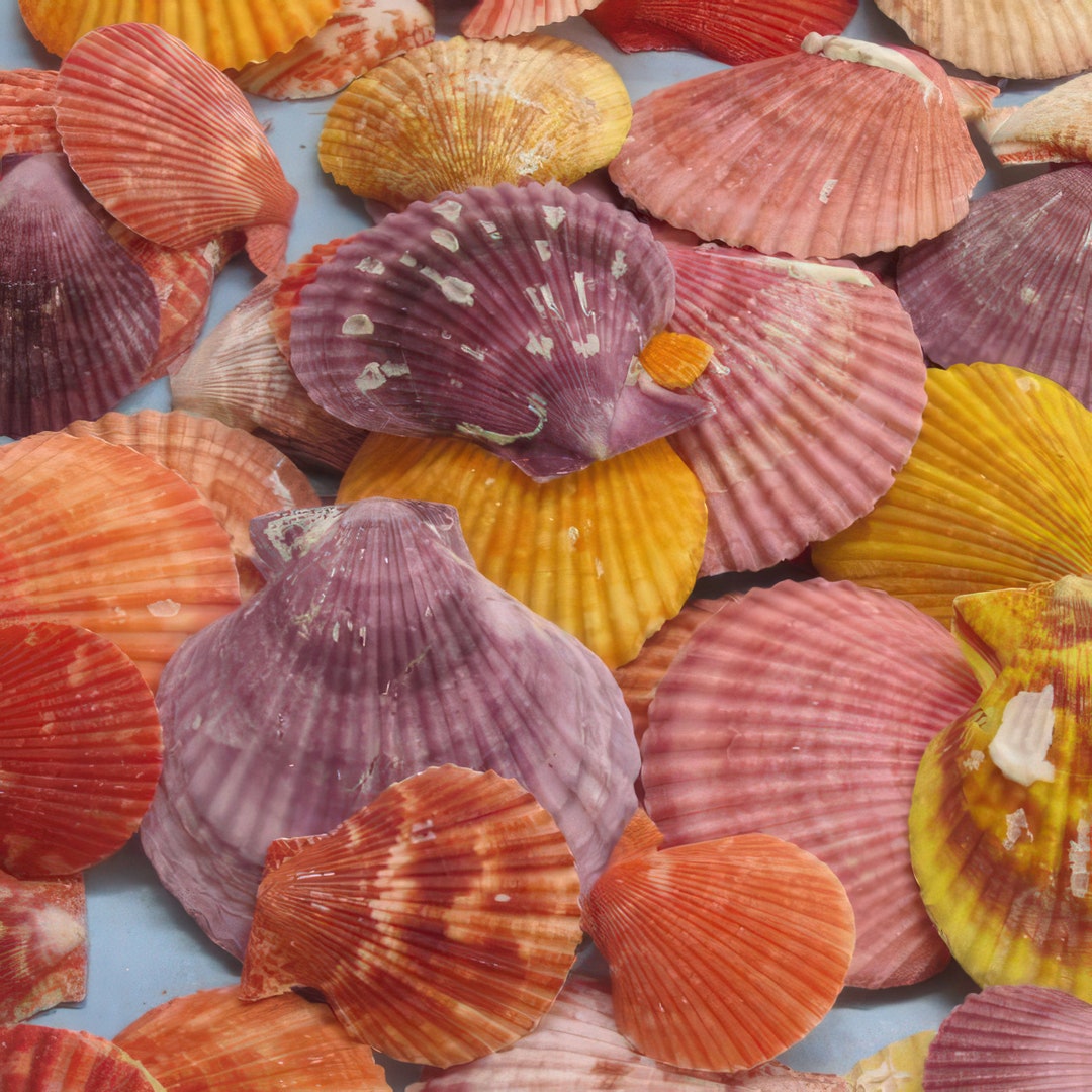 Pecten Nobilis Scallop Shells, Pink, Purple, Orange and Yellow ...