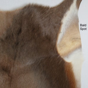 Impala Skin Rug, Impala Hide, African Antelope, 2 Grade Craft Fur - Etsy