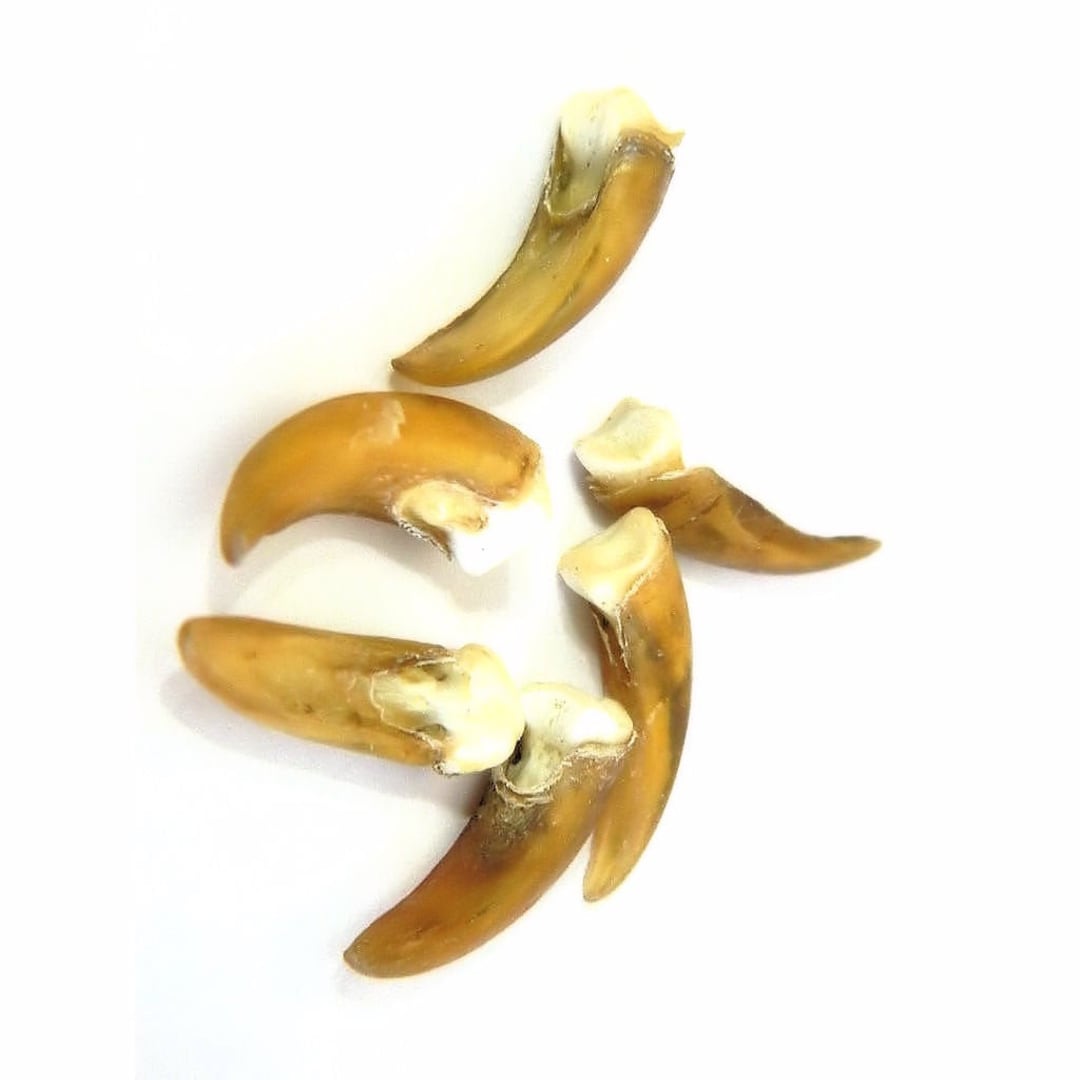 10 or 100 Snapping Turtle Claws, Animal Claws, Reptile Claws, Oddities ...