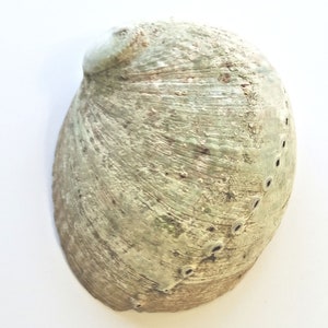 1 Abalone Smudging Shell, Abalone Dish, Smudging Bowl, Abalone Shell ...