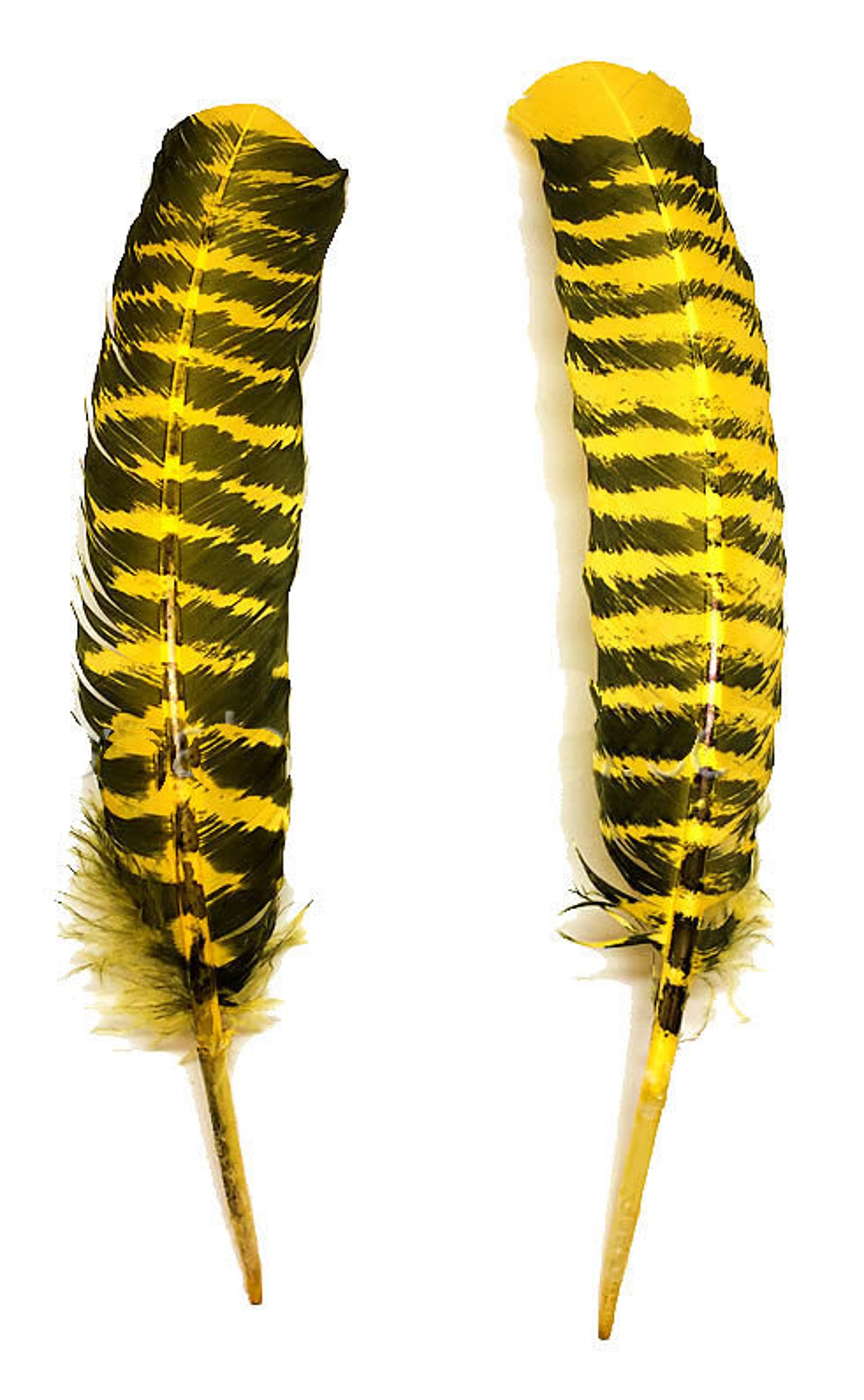 Barred Turkey Quills Dyed Yellow Wholesale Feathers Yellow - Etsy