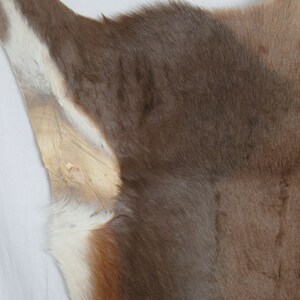Impala Skin Rug, Impala Hide, African Antelope, 2 Grade Craft Fur - Etsy