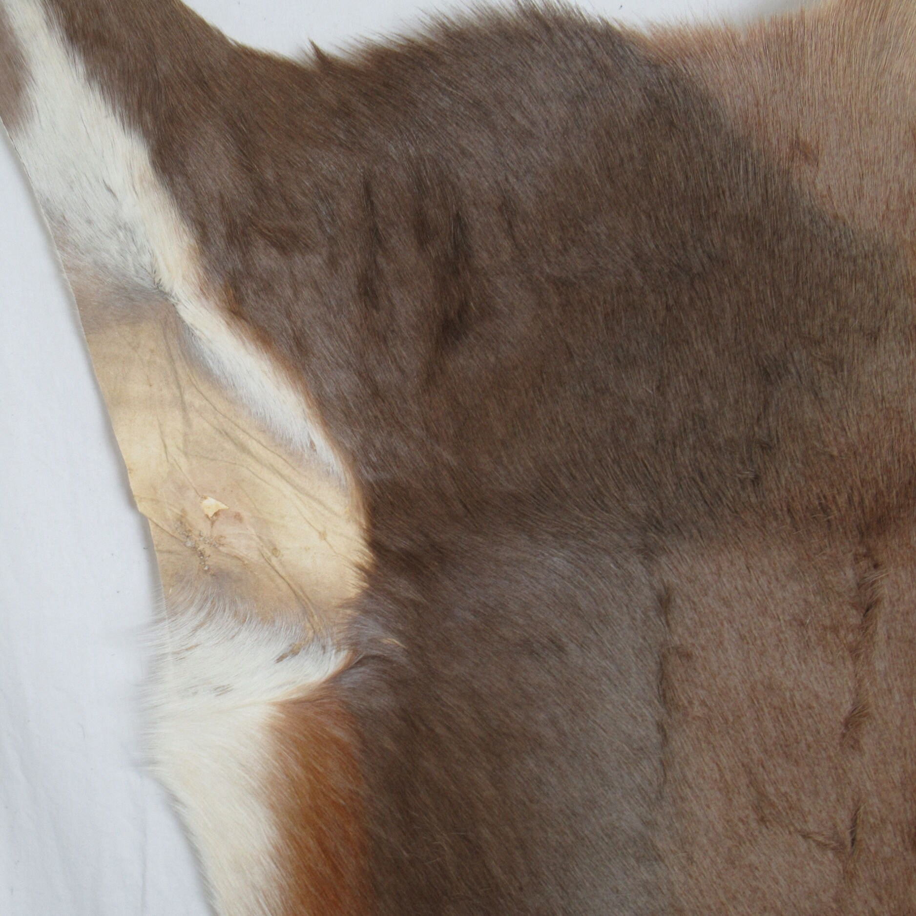 Impala Skin Rug Impala Hide African Antelope 2 Grade Craft - Etsy UK