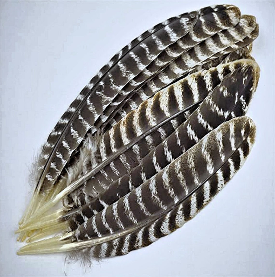 Barred Turkey Quills Large Wing Feathers Round Quill - Etsy