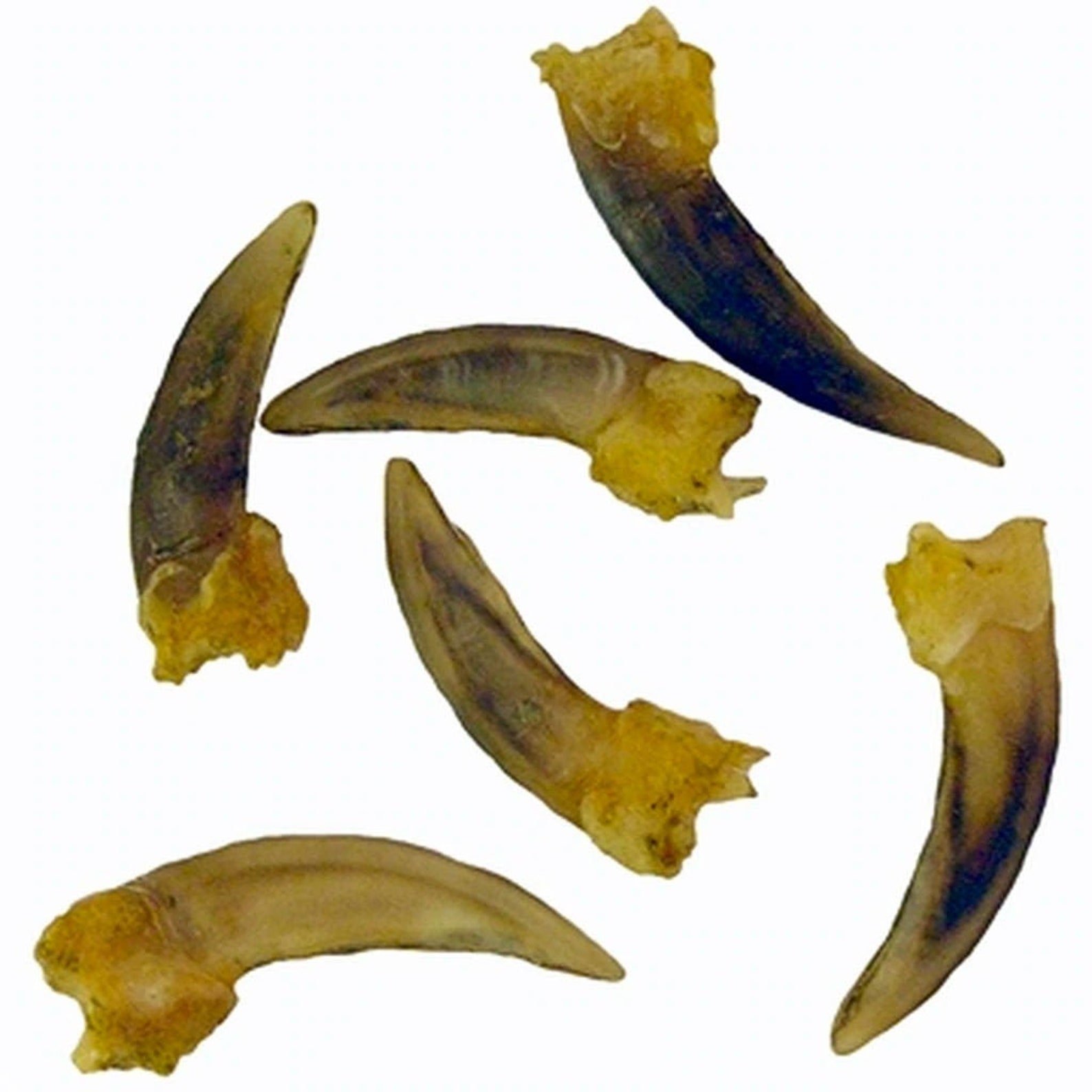 Badger Claws Animal Claws for Jewelry Making Tribal Jewelry - Etsy