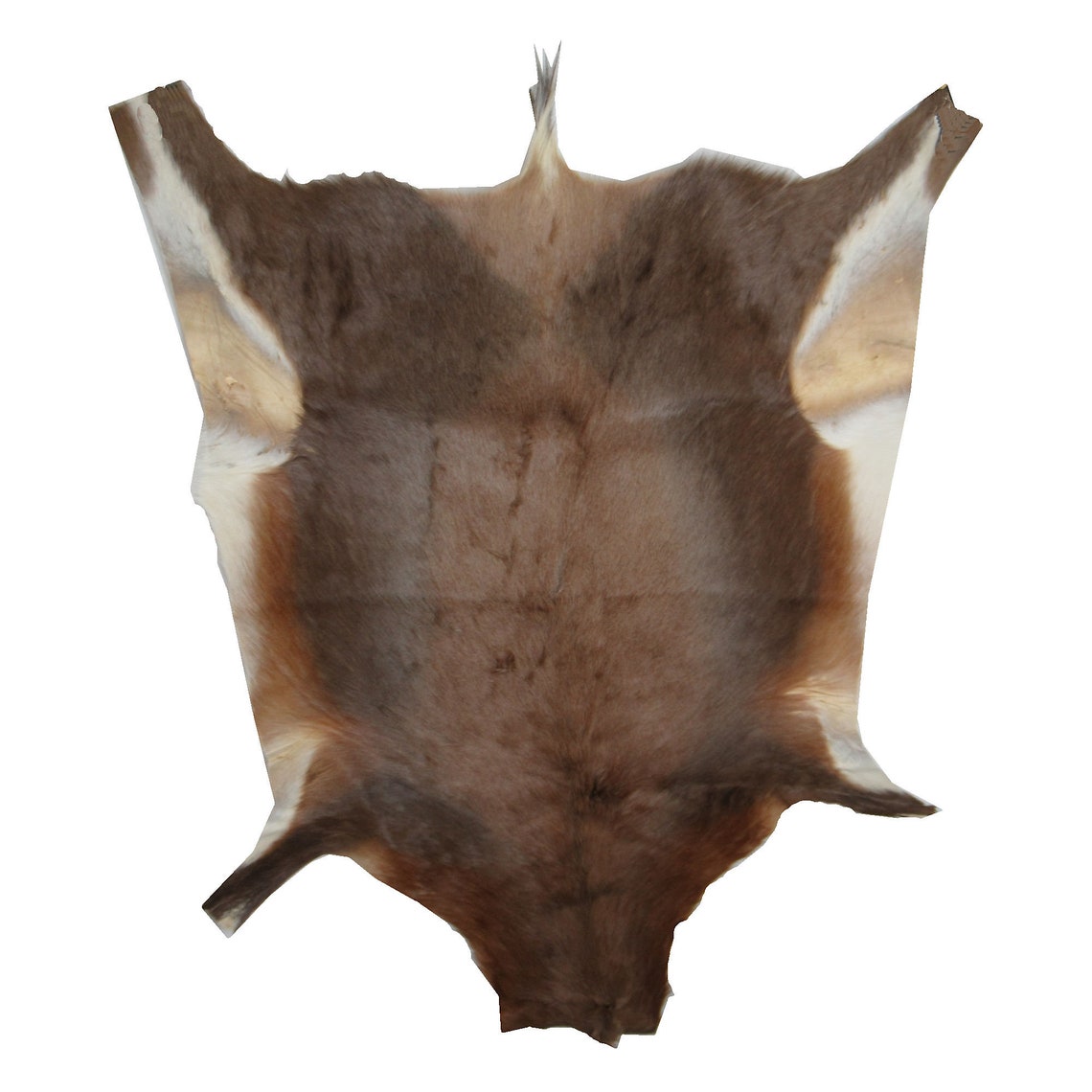 Impala Skin Rug Impala Hide African Antelope 2 Grade Craft - Etsy