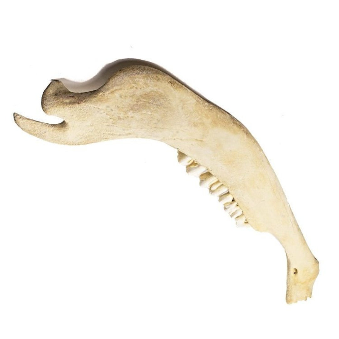 Cow Jaw Bone, Cleaned & Sterilized,real, Genuine, Natural, Animal Bones ...