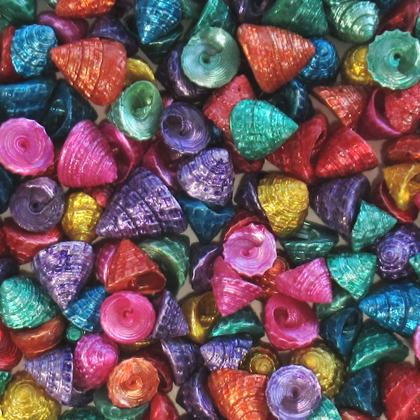 Trochus Shell - Etsy