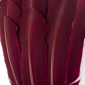 Burgandy Turkey Feathers, Pkg of 4, Burgandy Quill Feather, Burgandy ...