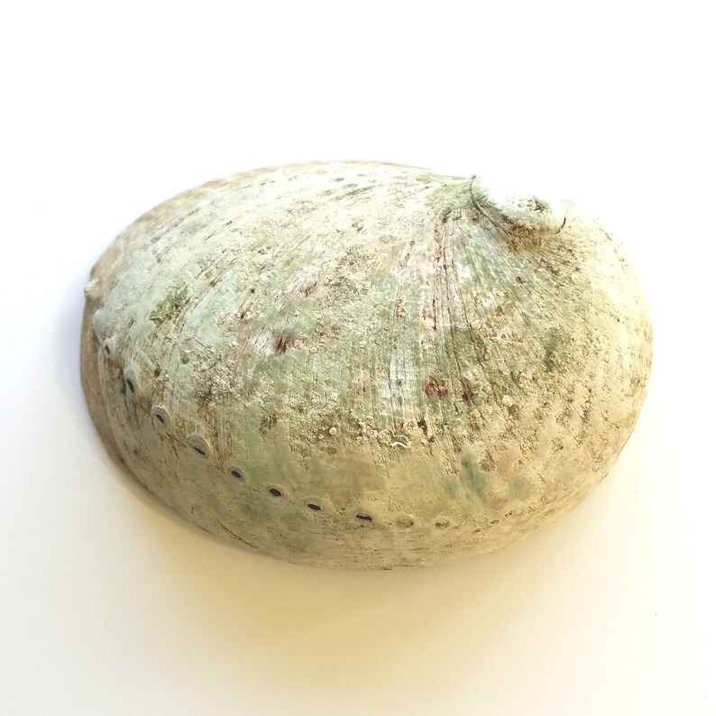 1 Abalone Smudging Shell Abalone Dish Smudging Bowl Abalone - Etsy