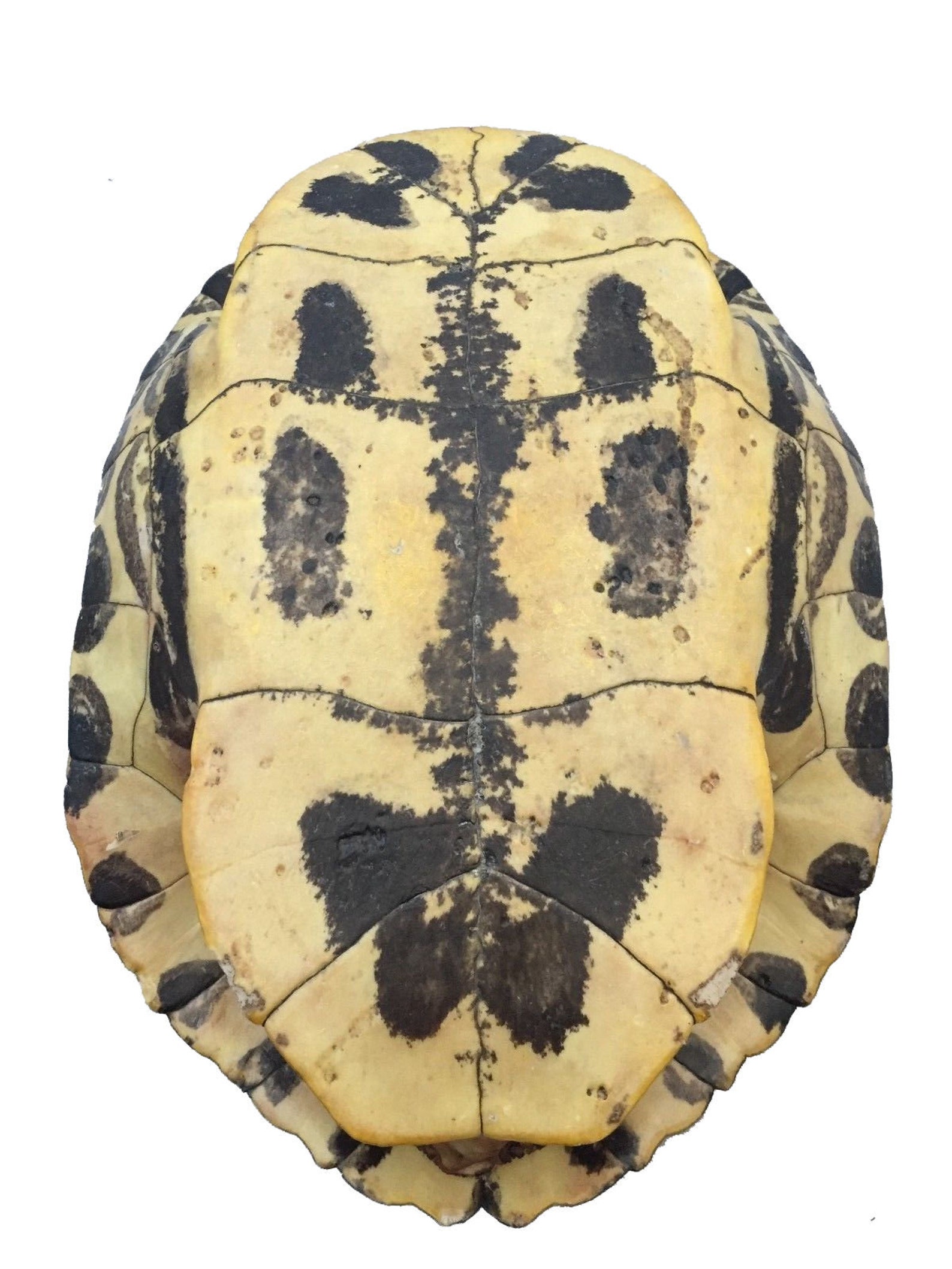 Red Eared Slider Turtle Shell 3.75 to 10.5 Common - Etsy Canada