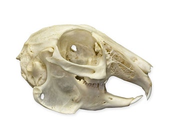 Real Rabbit Skull - Etsy