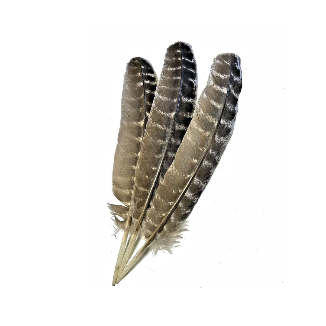 Barred Turkey Quills, Large Wing Feathers, Round Quill Decoration for ...