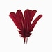Burgandy Turkey Feathers, Pkg of 4, Burgandy Quill Feather, Burgandy ...
