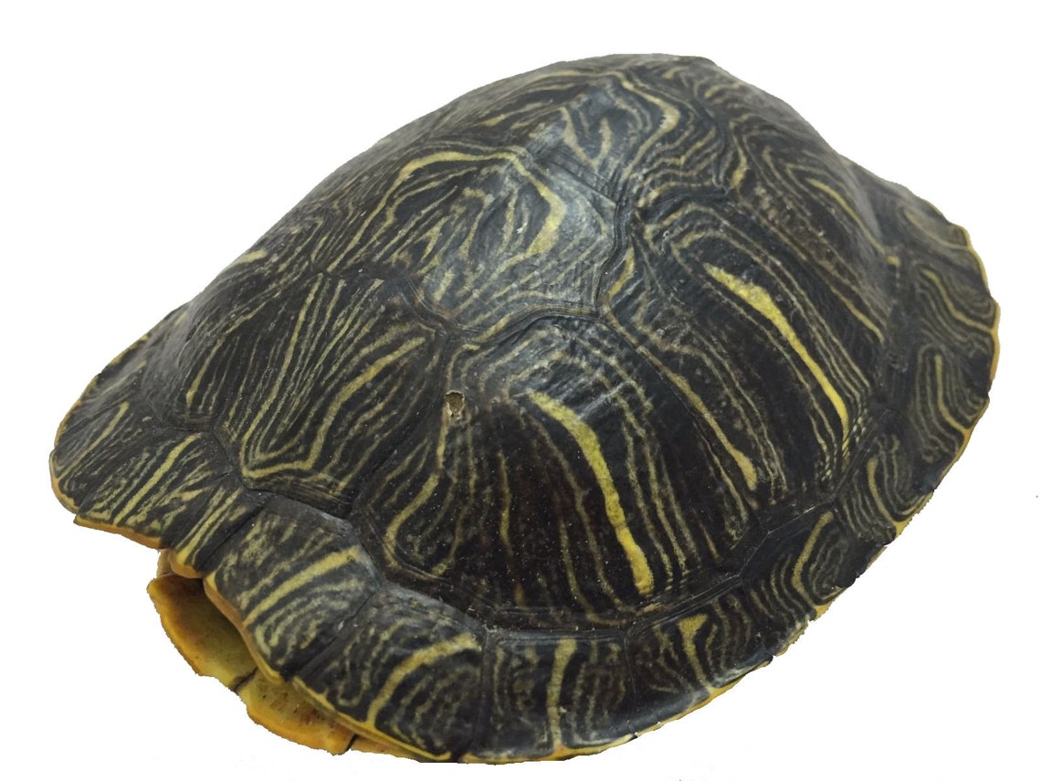 Red Eared Slider Turtle Shell 3.75 to 10.5 Common - Etsy Canada