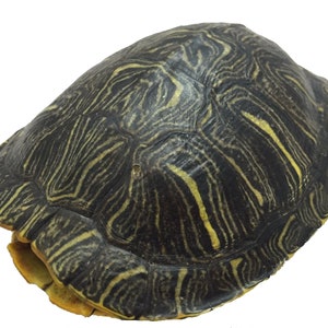 Red Eared Slider Turtle Shell 3.75 to 10.5 Common - Etsy Canada