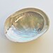 1 Abalone Smudging Shell Abalone Dish Smudging Bowl Abalone - Etsy