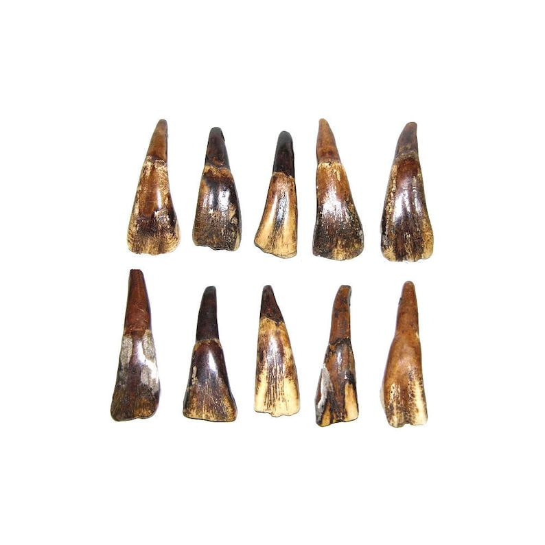 100 Wholesale Antiqued Buffalo Tooth Real Bison Tooth Animal - Etsy