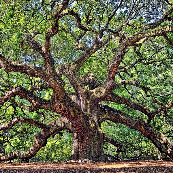 Angel Oak - Etsy