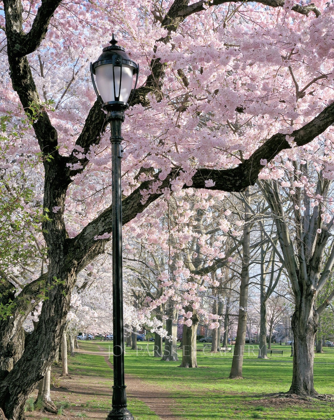 Cherry blossoms at Wooster Square, New Haven, Connecticut, Spring ...