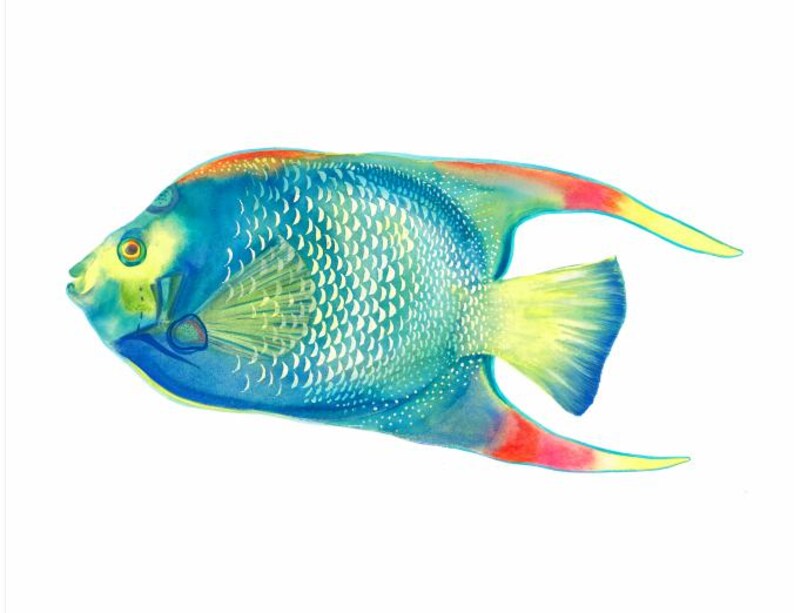 Queen Angel, Angel Fish, Beautiful Fish, Blue Queen Angel, Ocean ...