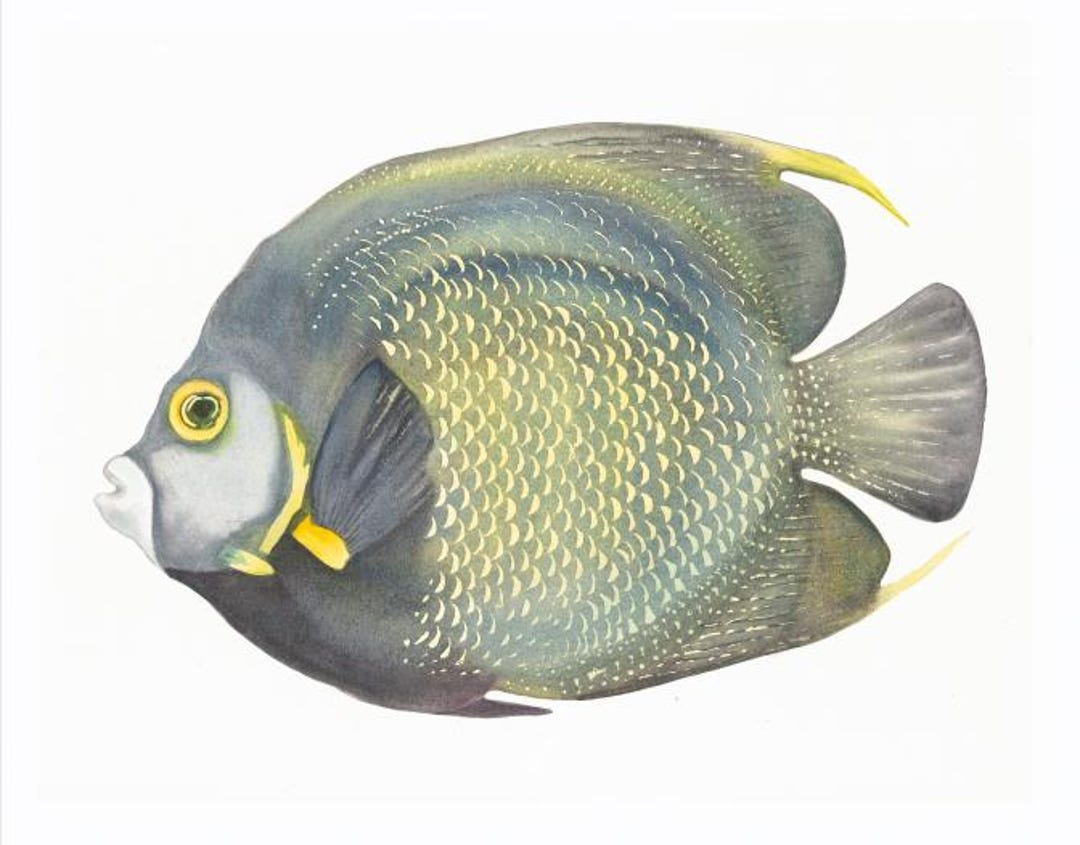 Grey Angel, Angel Fish, Underwater Creature, Beautiful Fish, Angel ...