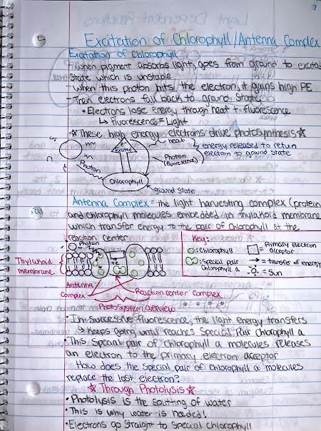 AP Biology Notes - Etsy