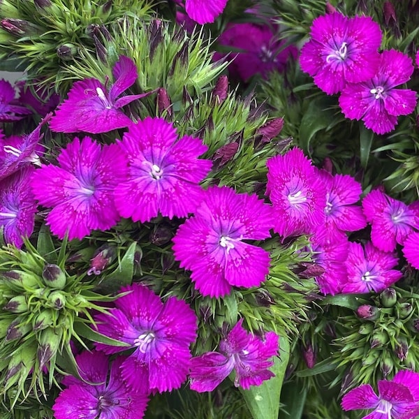 Dianthus Barbatus - Etsy