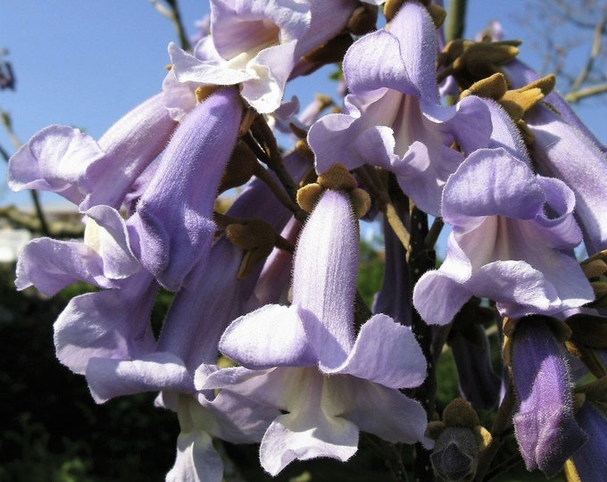 50 Paulownia Princess Tree Seedsempress/foxglove Treevanilla Scentedone ...
