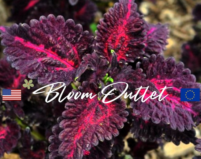 50/100 Coleus Black Dragon Flower Seedsexotic Serrated Leavesred/purple ...