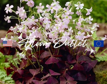 Purple Clover Oxalis Triangularis Purpurea False Shamrock Bulbs - Etsy
