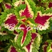 50 Coleus Wizard Rose Garden Seeds*houseplants*indoor/outdoor Flowers ...
