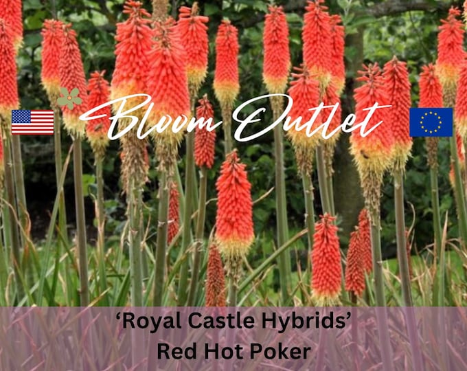 Red Hot Poker, Torch Lily Flower Kniphofia Uvaria 50-150 Seeds ...