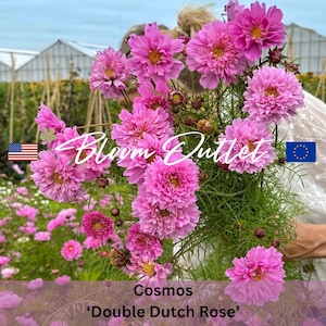 50 Cosmos Double Dutch Rose Garden Seeds*semi Double/double/seashell ...