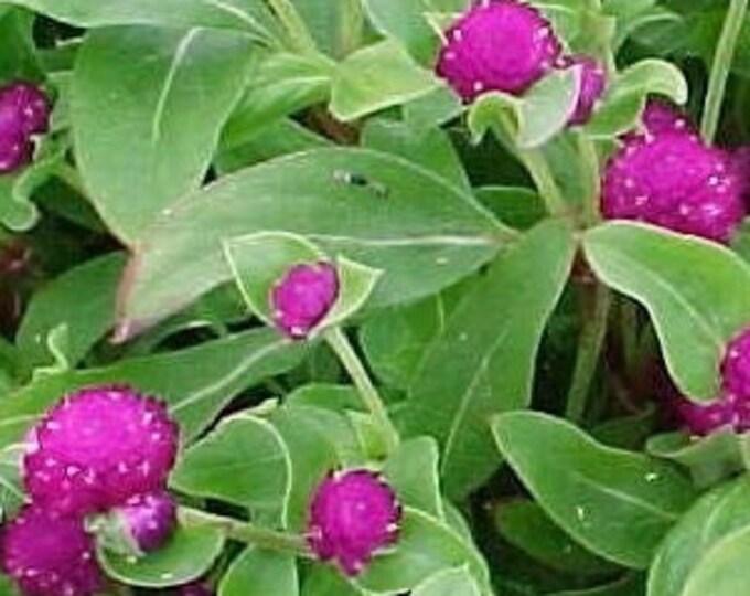 50 Buddy Purple Globe Amaranth Plant Seeds*dried Flowers*gomphrena ...